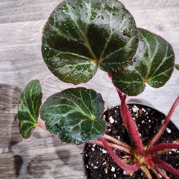 Ruby Begonia - Etsy