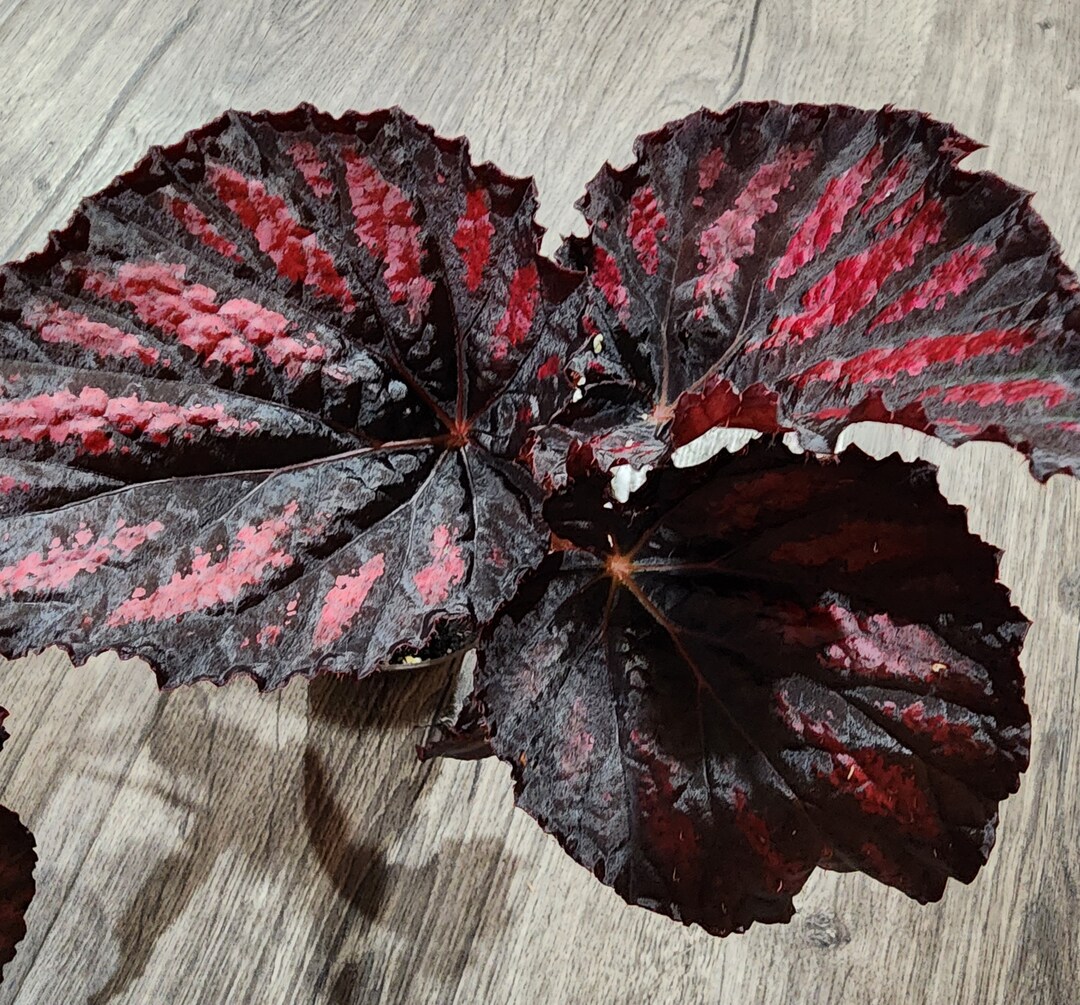 Rex Begonia - Etna - Etsy