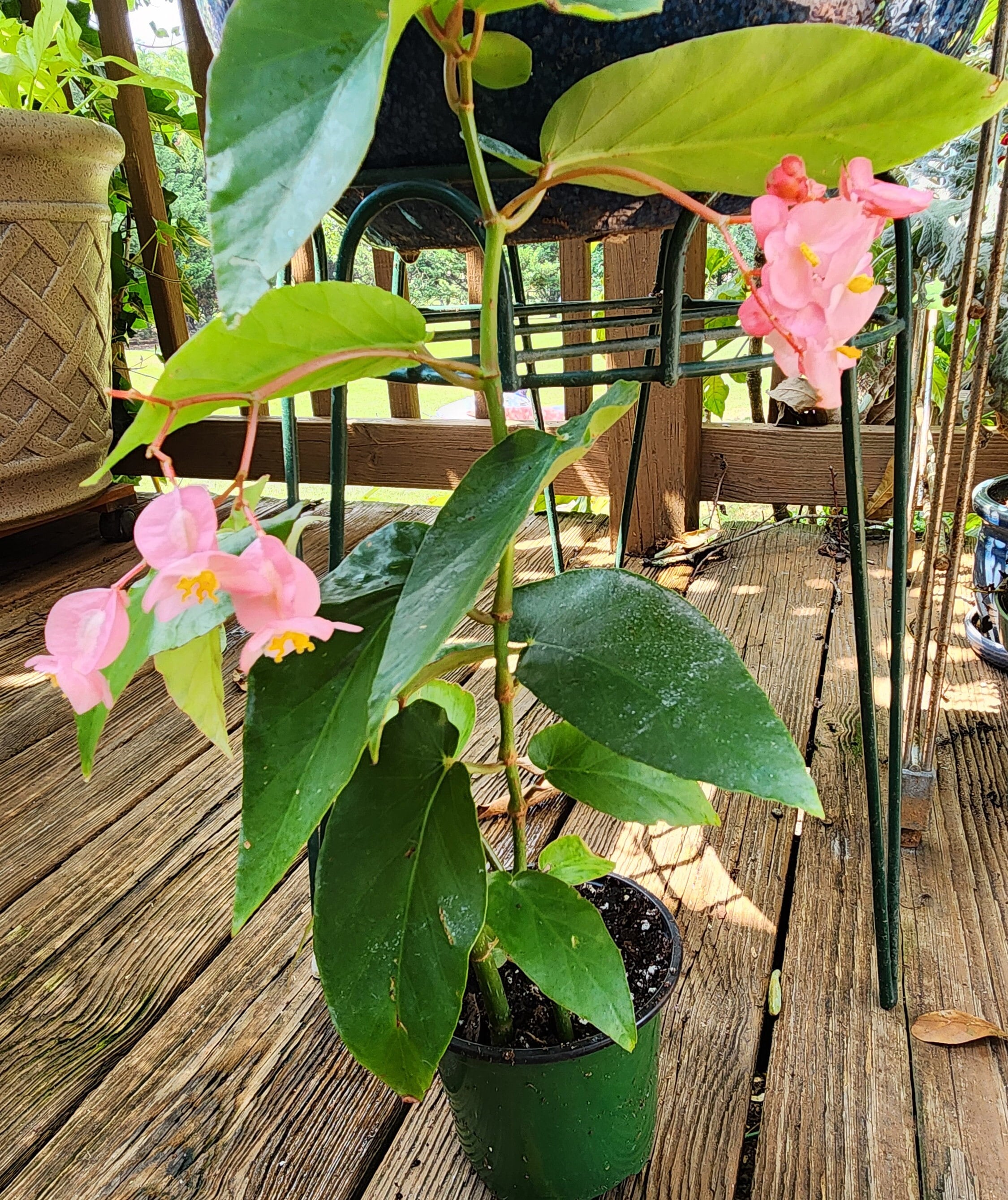 Heirloom Angel Wing Pink Cane Begonia - Etsy
