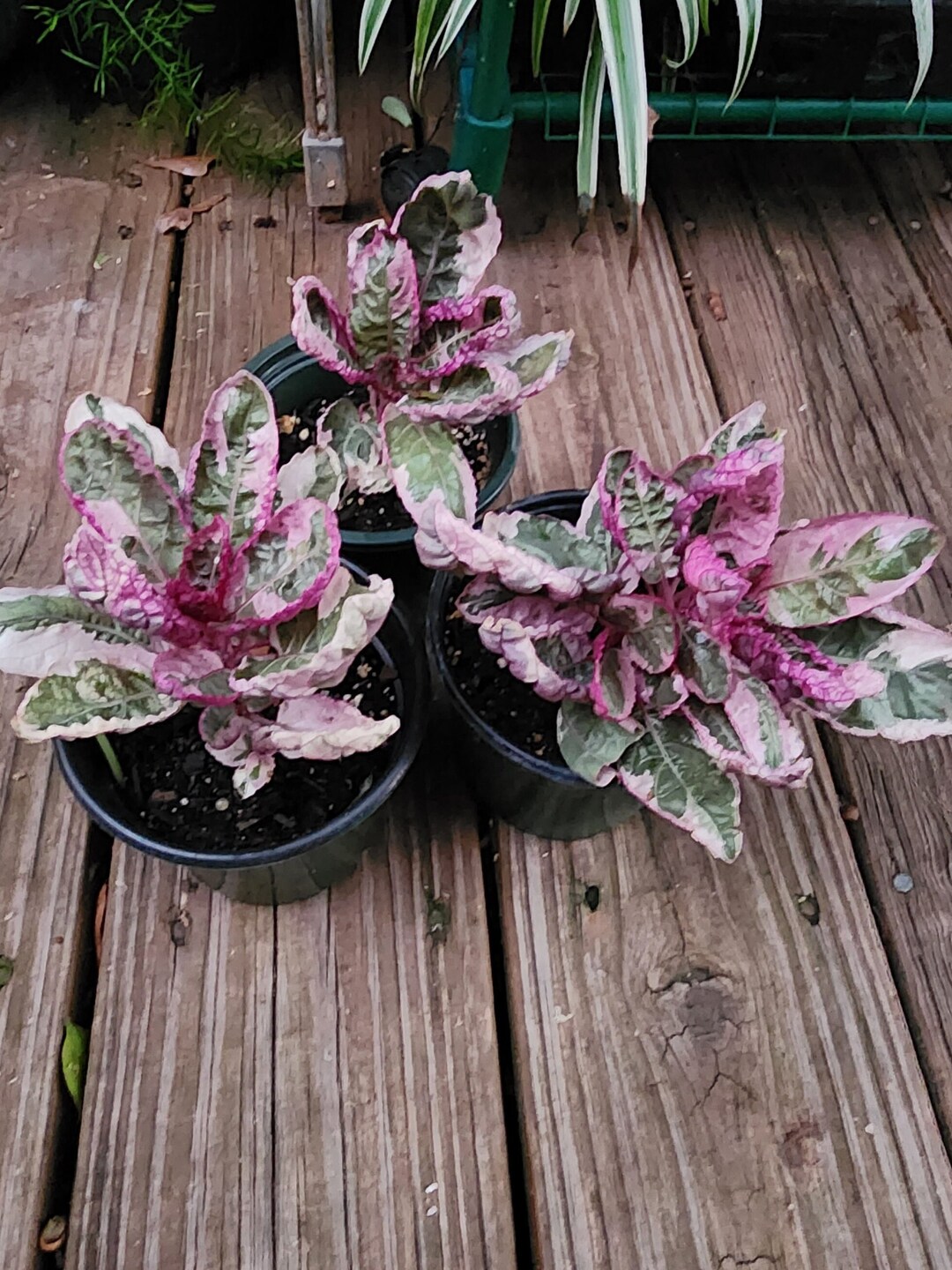 Snow White Waffle Plant - Etsy