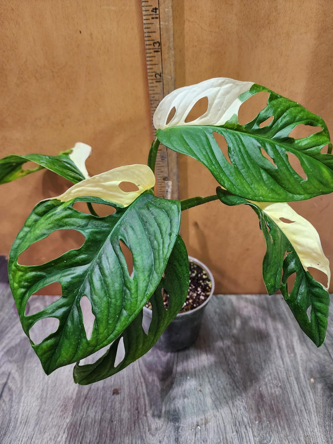 Monstera Adansonii Albo - Variegated - Tricolor-exact Plant - Etsy