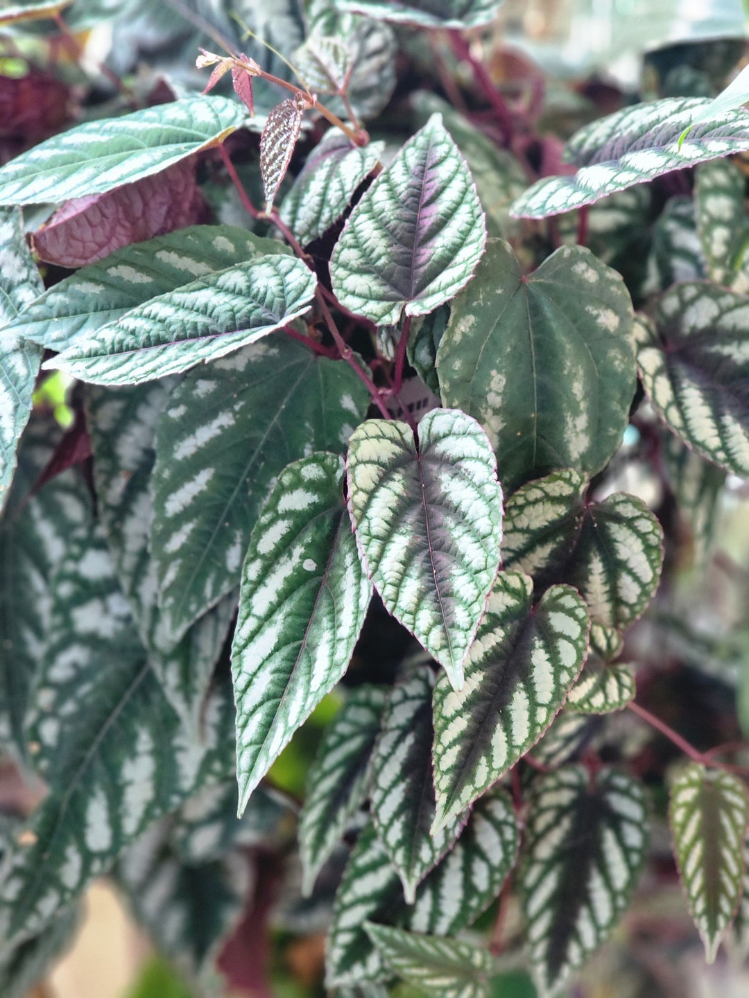 Cissus Discolor - Rex Begonia Vine - Etsy