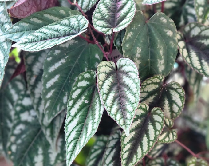 Cissus Discolor Javana Climbing Rex Bogonia 6 Inch or 8 Inch - Etsy