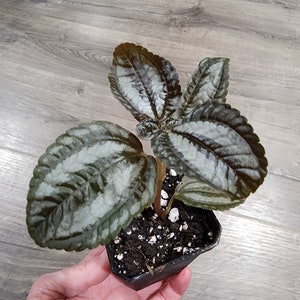 Pan Am - Friendship Plant (pilea Involucrata) - Etsy