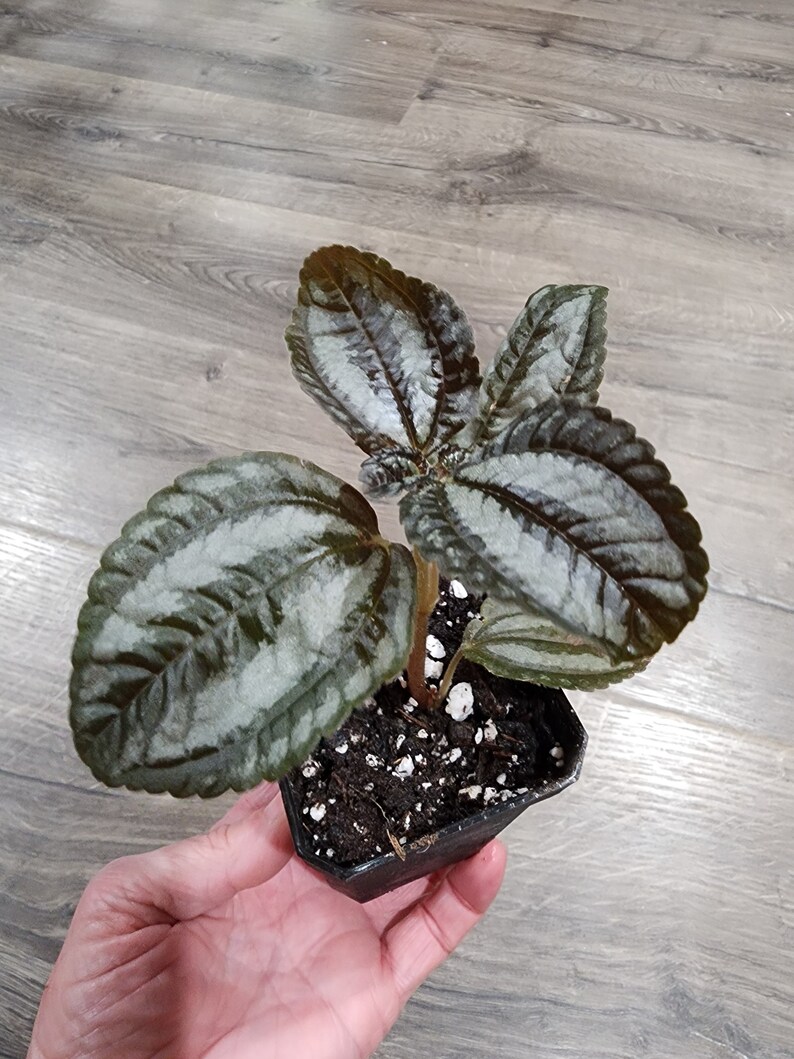Pan Am - Friendship Plant (pilea Involucrata) - Etsy