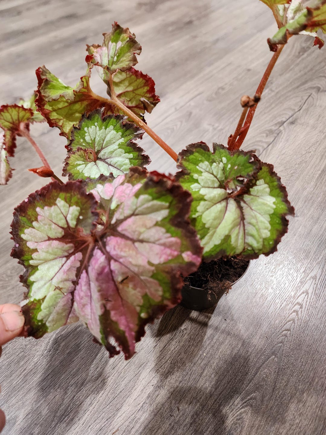 Rex Begonia Pearl Spiral Pinkish - Etsy