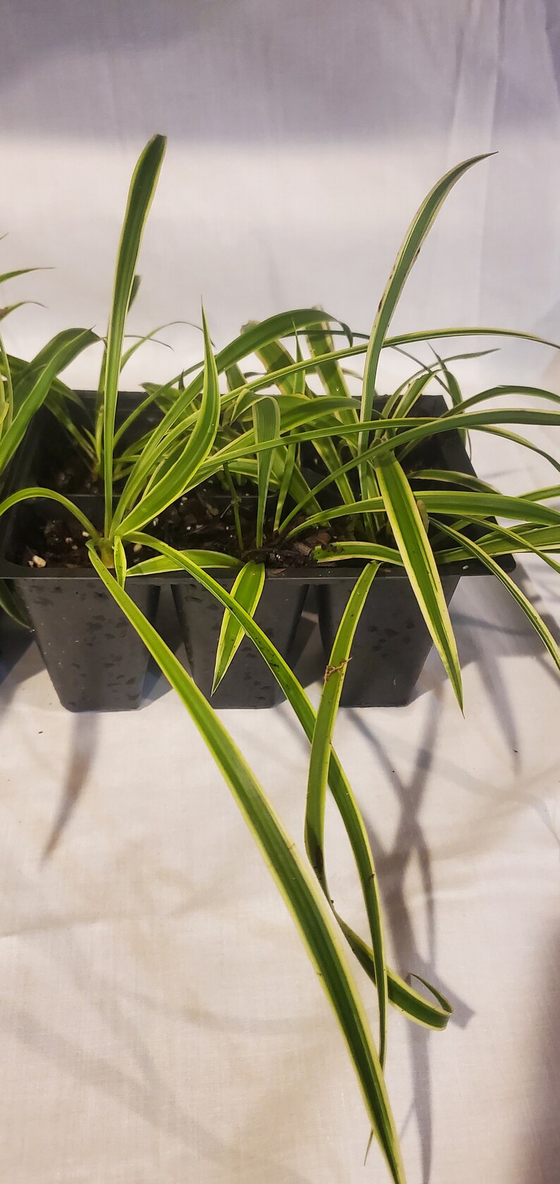 Variegated Spider Plants - Etsy