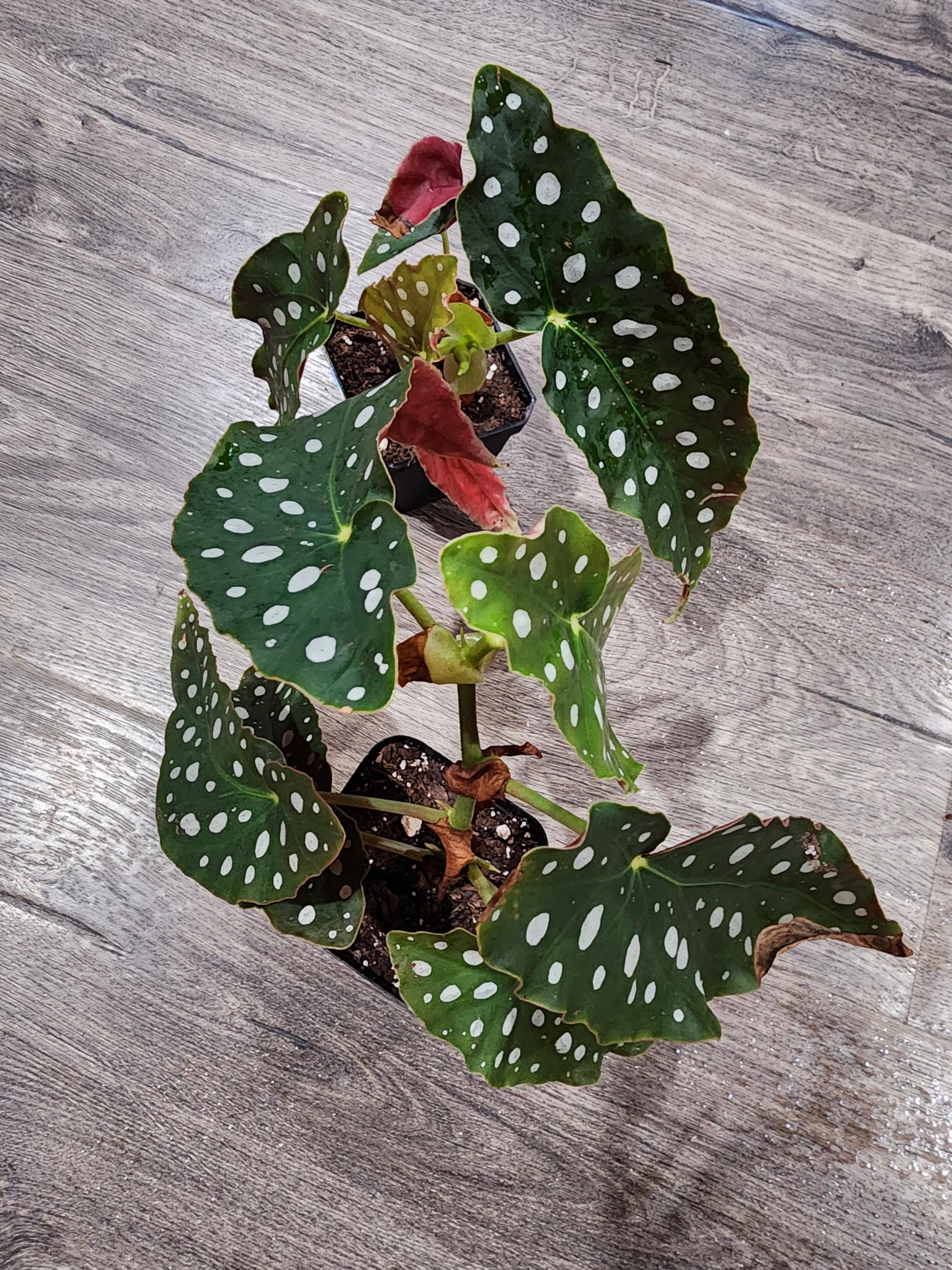 Begonia Maculata - Polka Dot Begonia - Etsy