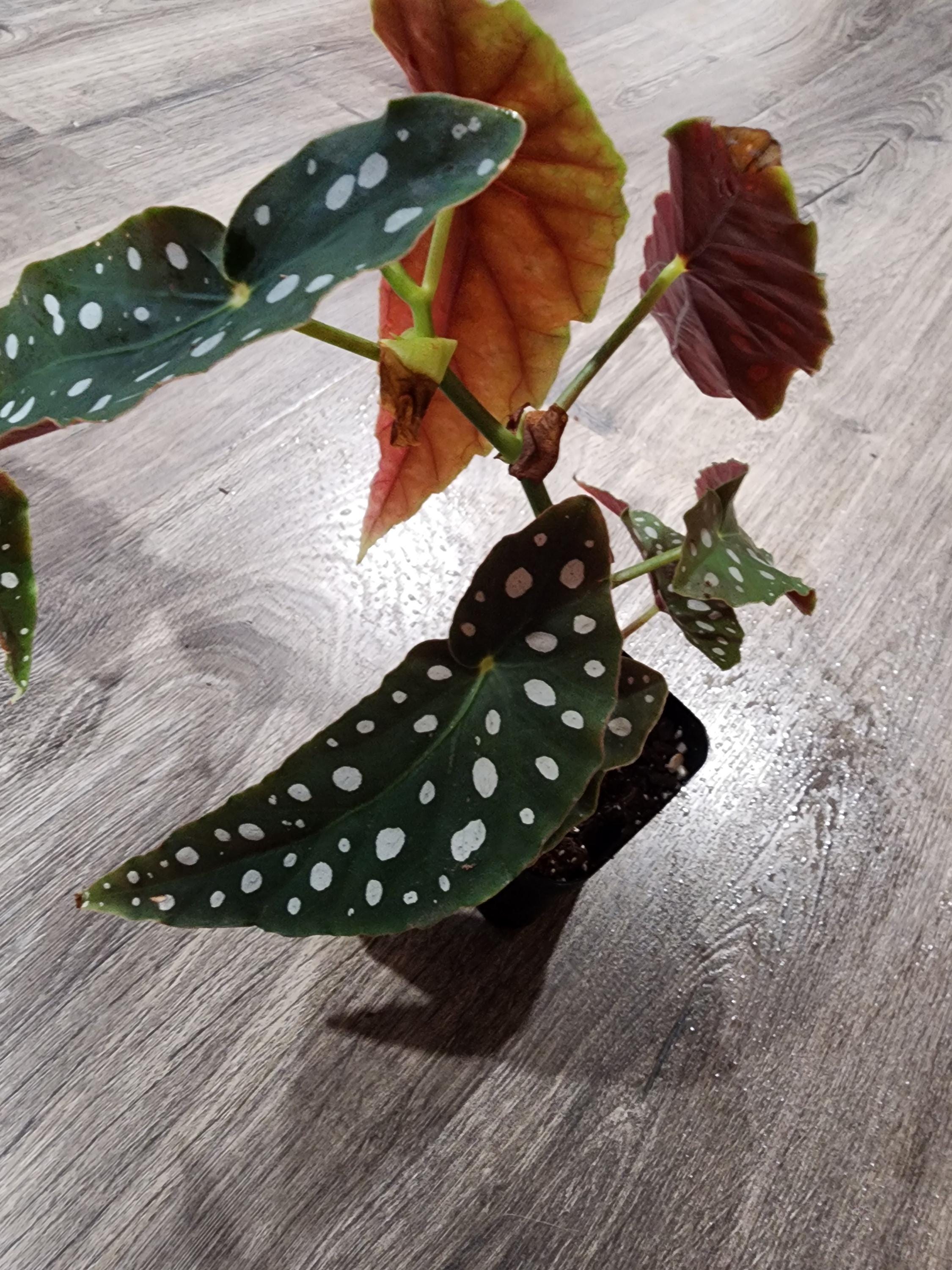 Begonia Maculata - Polka Dot Begonia - Etsy