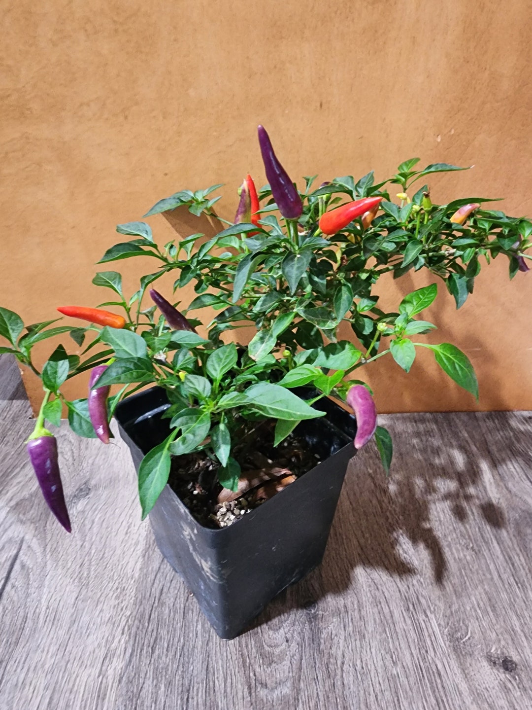 Sangria Plant ornamental Pepper capsicum Annuum - Etsy