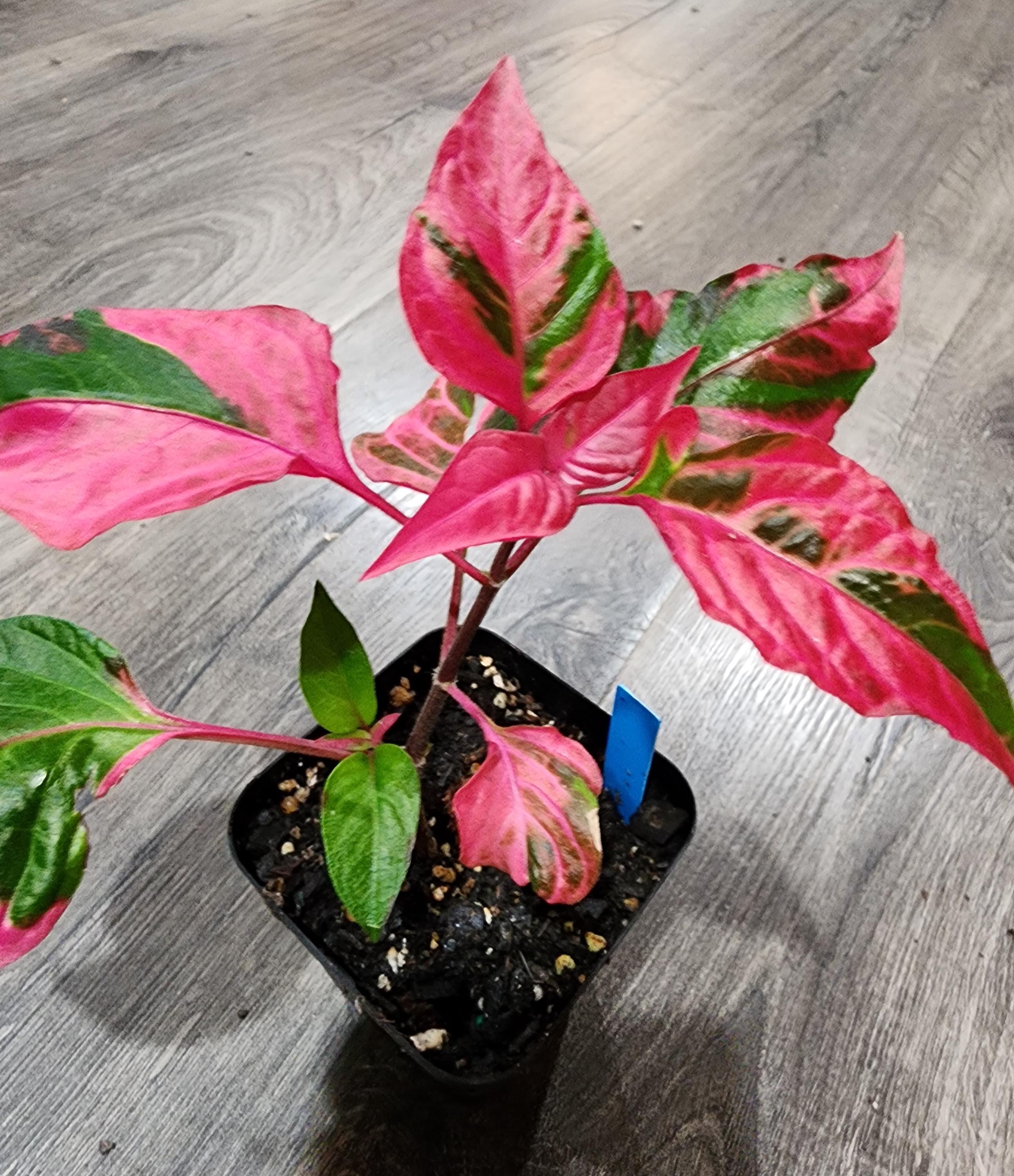 Alternanthera Party Time Plant - Etsy