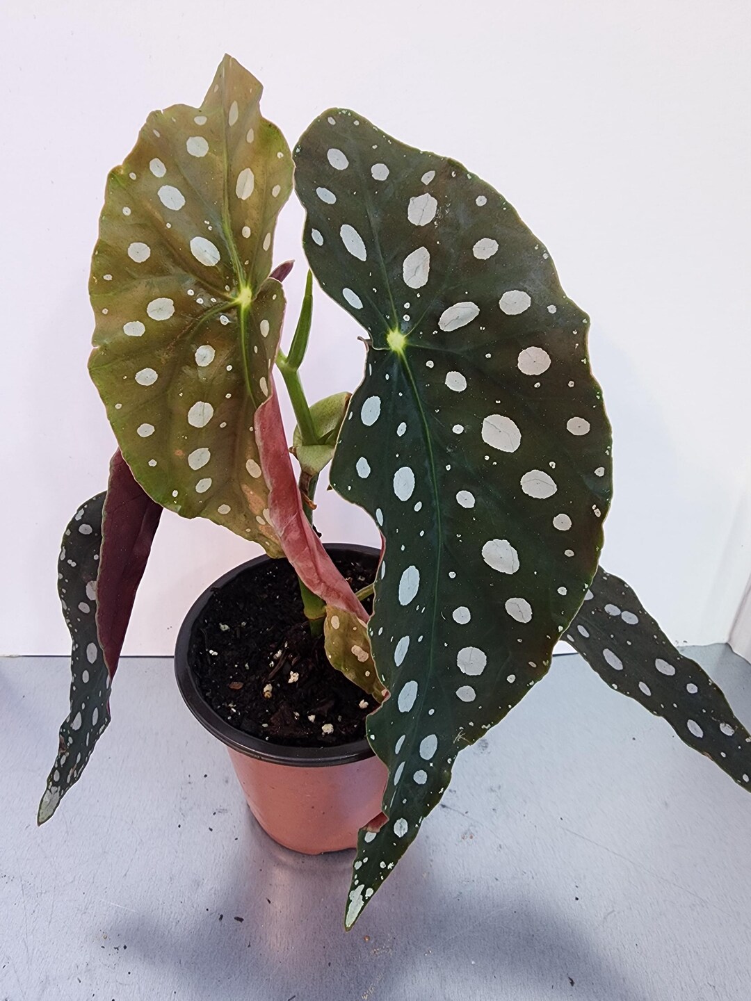 Begonia Maculata - Polka Dot Begonia - Etsy