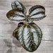 Pan Am - Friendship Plant (pilea Involucrata) - Etsy