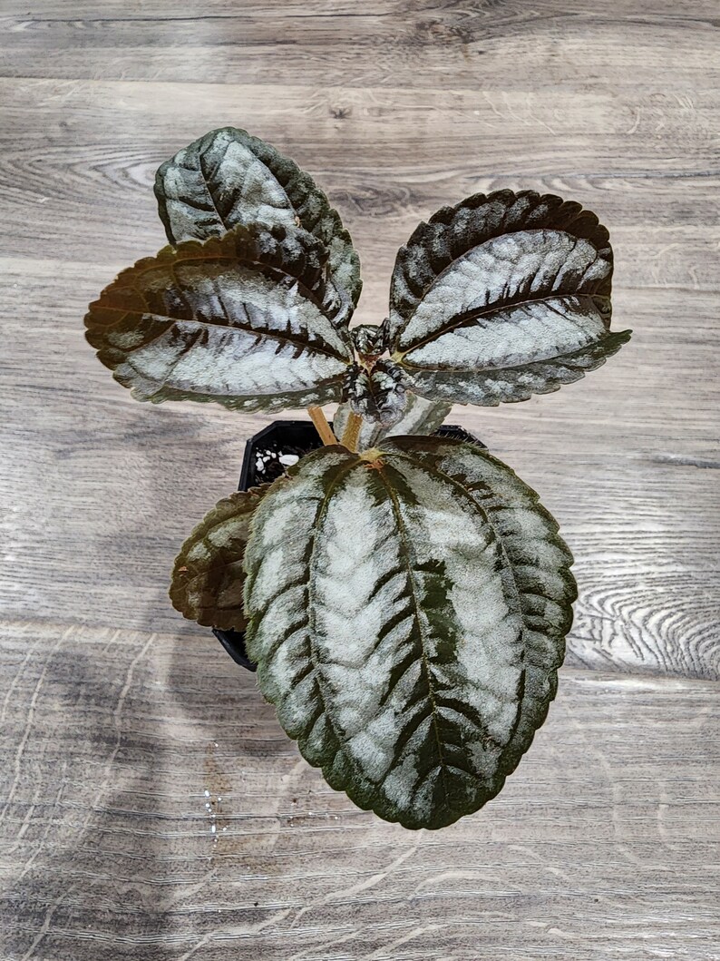 Pan Am - Friendship Plant (pilea Involucrata) - Etsy