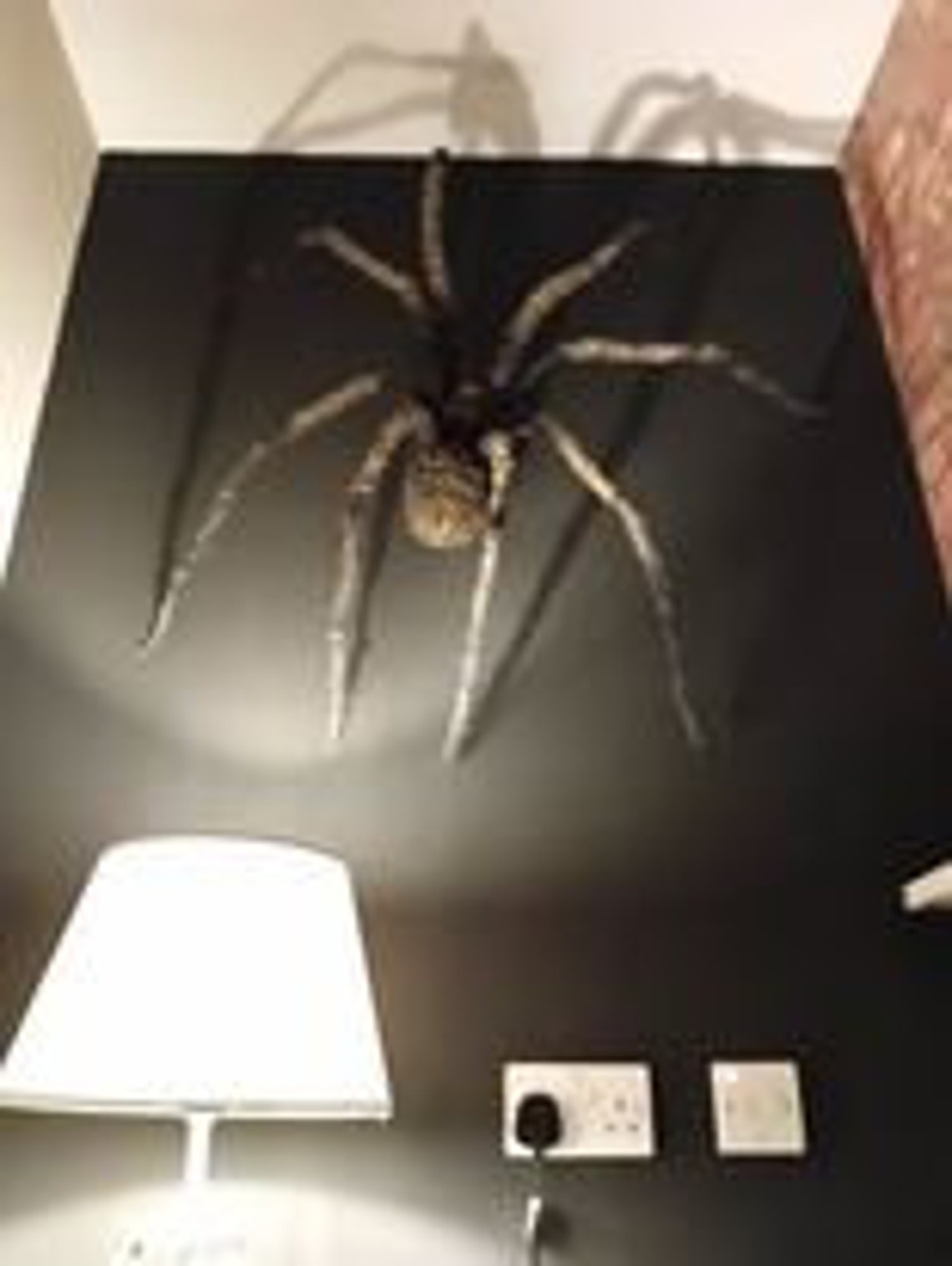 Giant Spider Wire Sculpture. - Etsy
