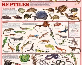 Amphibians Poster - Etsy