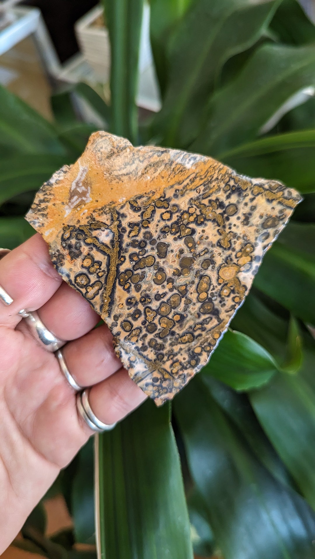 Large Leopard Skin Jasper Slab - Etsy