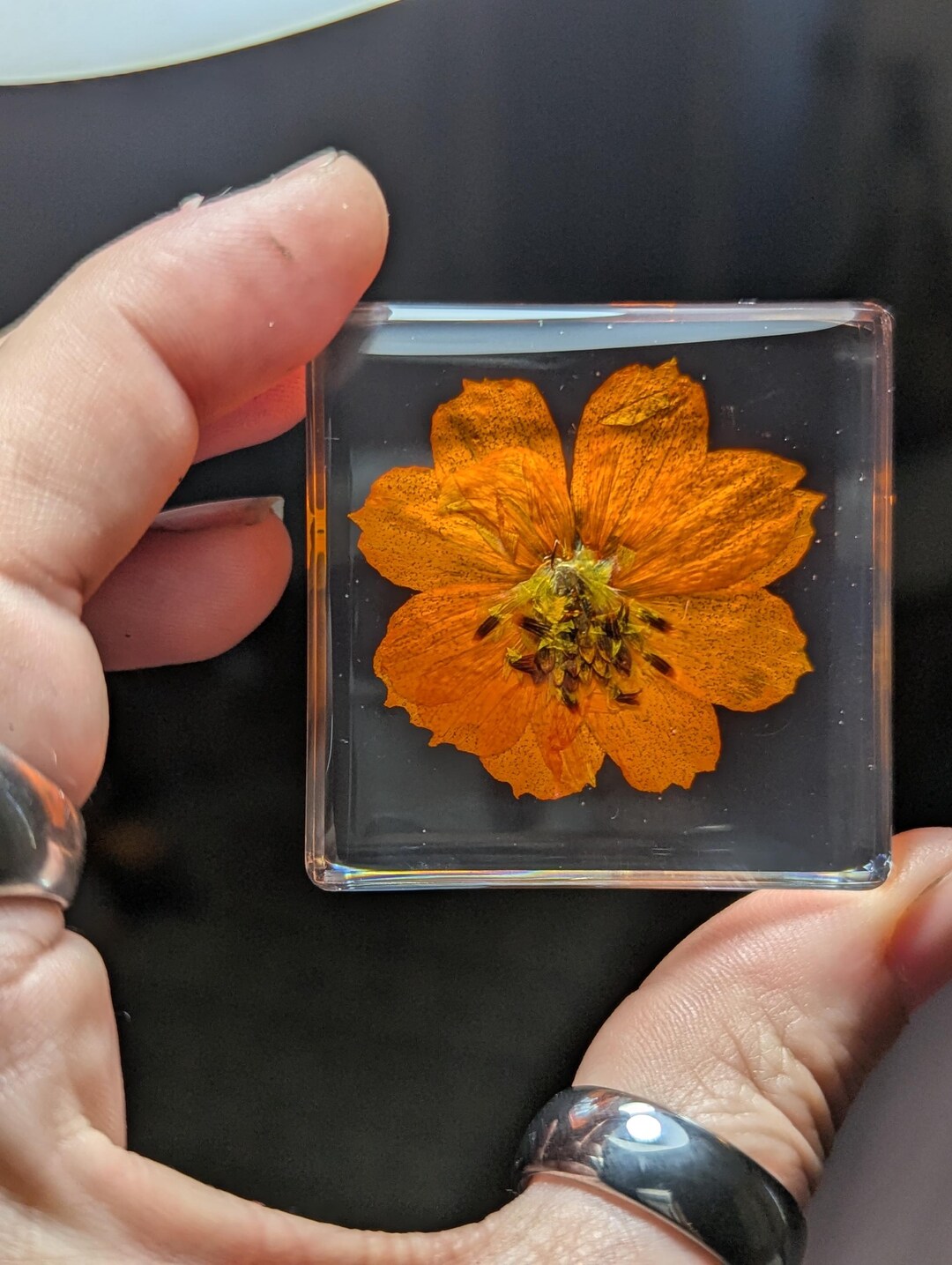 Orange / Yellow Cosmos Flower , Preserved in Resin, Collectible Modern ...