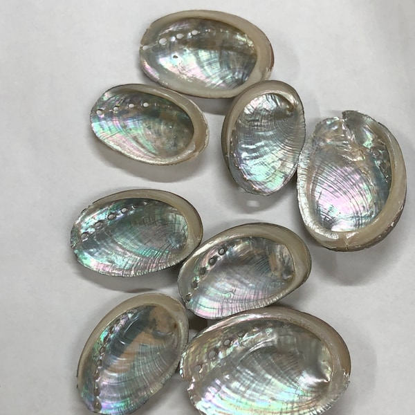 Abalone Shell - Etsy