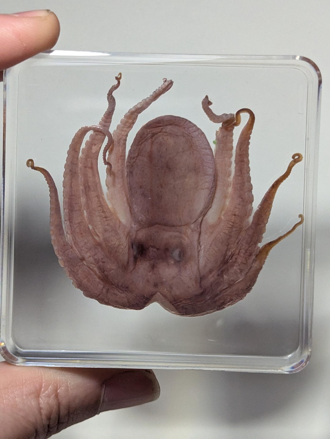 Octopus , Preserved in Resin, Collectible Modern Fossil - Etsy