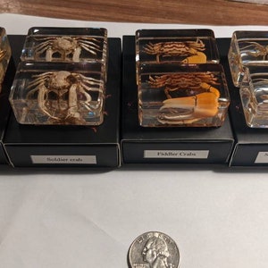 Crab Curiosity - Crabs Preserved in Resin - Etsy