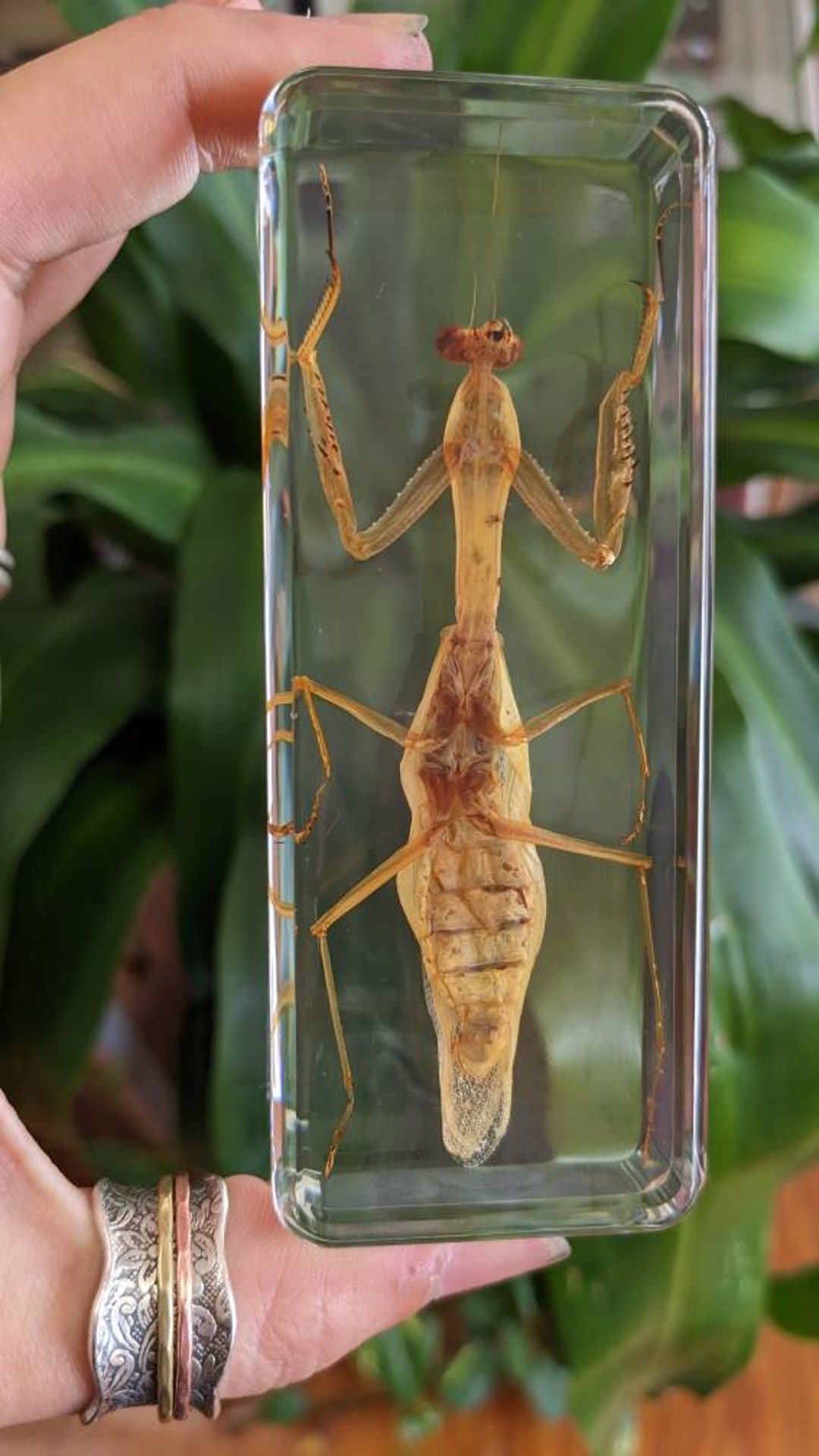 Large Praying Mantis , Preserved in Resin, Collectible Modern Fossil - Etsy
