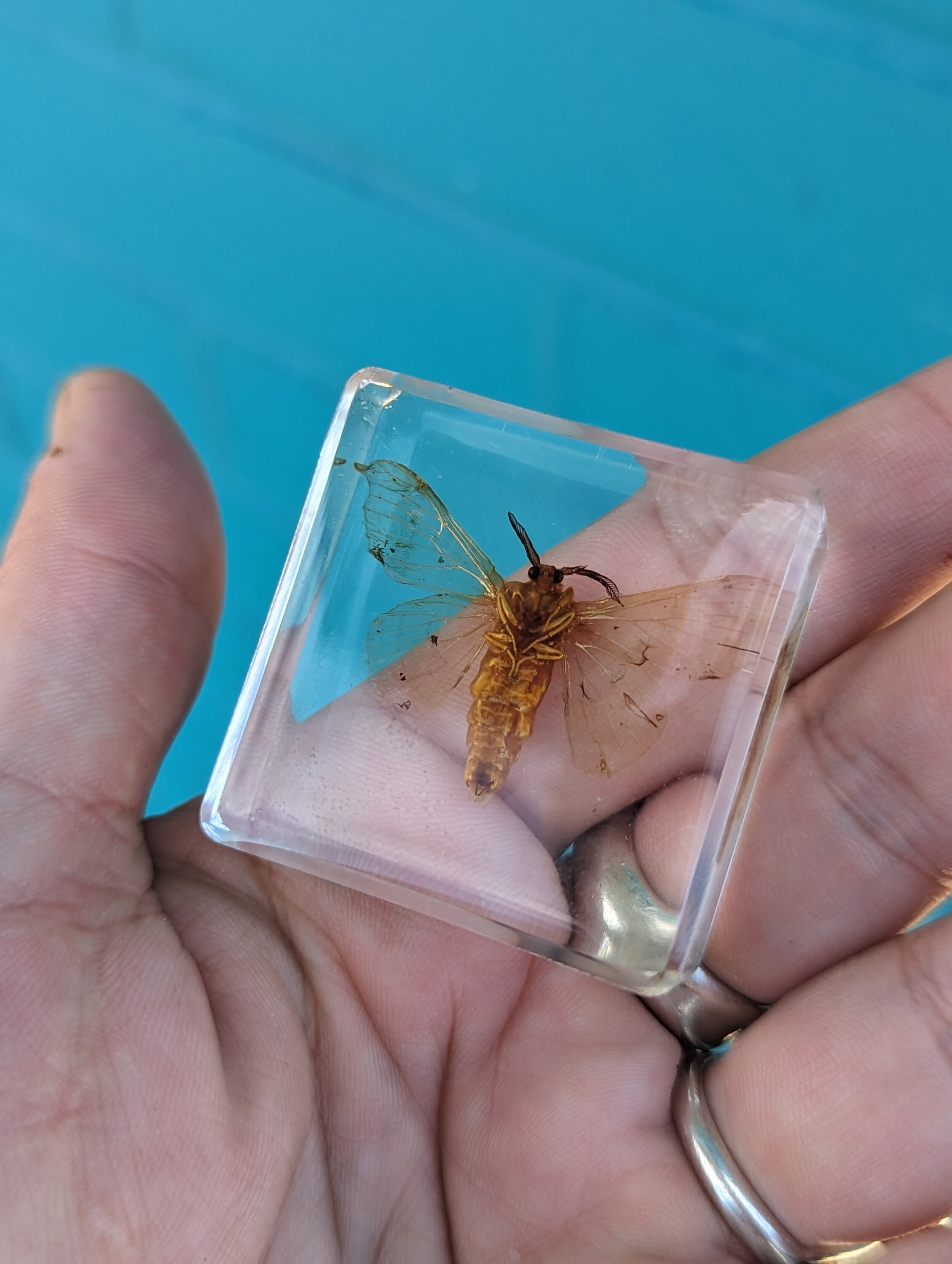 Silk Moth, Preserved in Resin, Collectible Modern Fossil - Etsy