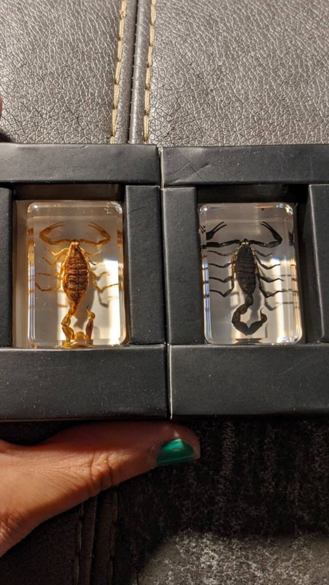 Real Scorpion, Preserved in Resin, Collectible Modern Fossil - Etsy