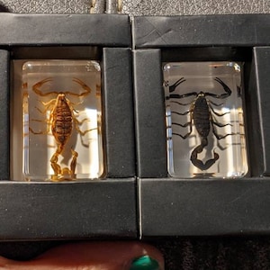 Real Scorpion, Preserved in Resin, Collectible Modern Fossil - Etsy