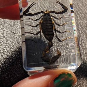 Real Scorpion, Preserved in Resin, Collectible Modern Fossil - Etsy