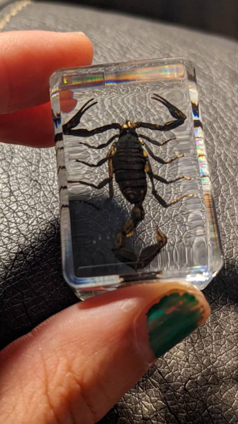Real Scorpion Preserved in Resin Collectible Modern Fossil - Etsy