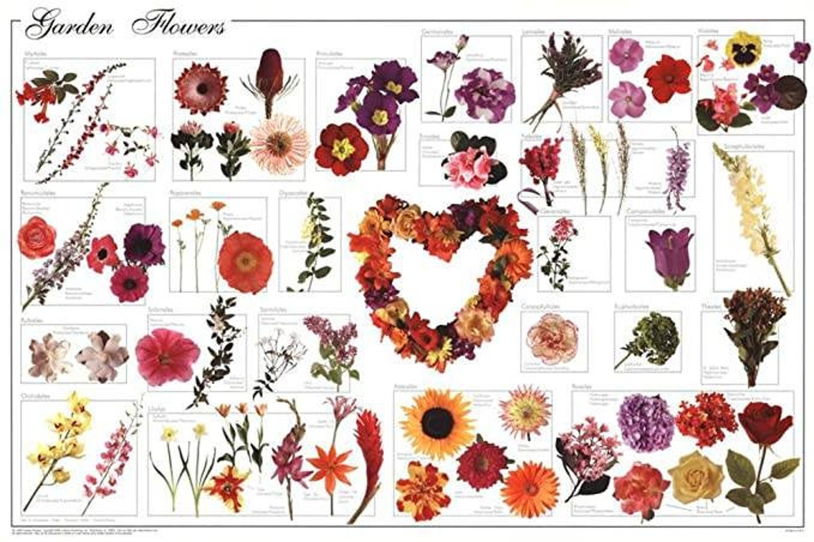 Garden Flowers Educational Poster - Laminated for Quality - Etsy