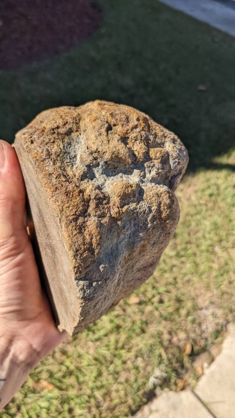 Huge Natural Agatized Dinosaur Bone with Natural Frills - Etsy