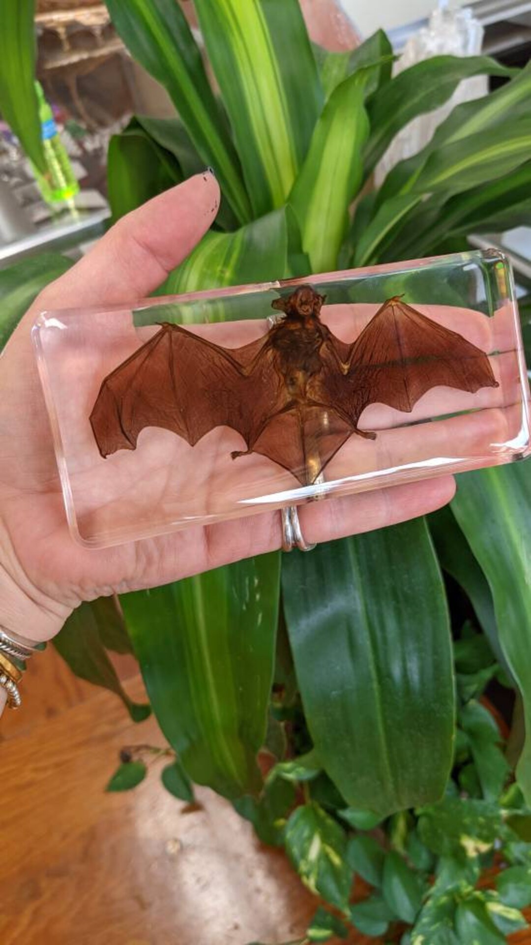 Real Bat, Preserved in Resin, Collectible Modern Fossil - Etsy