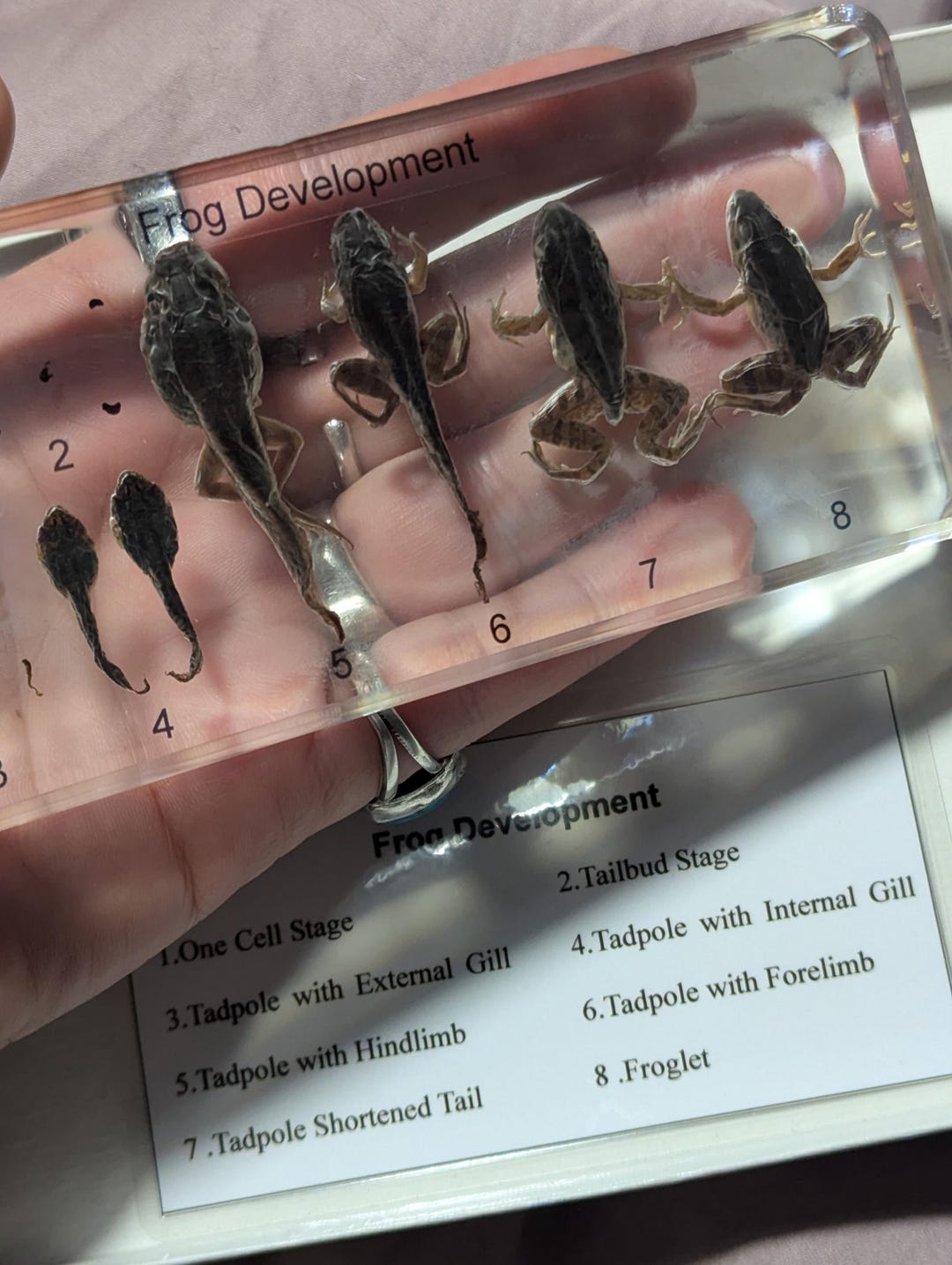 Large Educational Lifecycle of a Frog , Preserved in Resin, Collectible ...