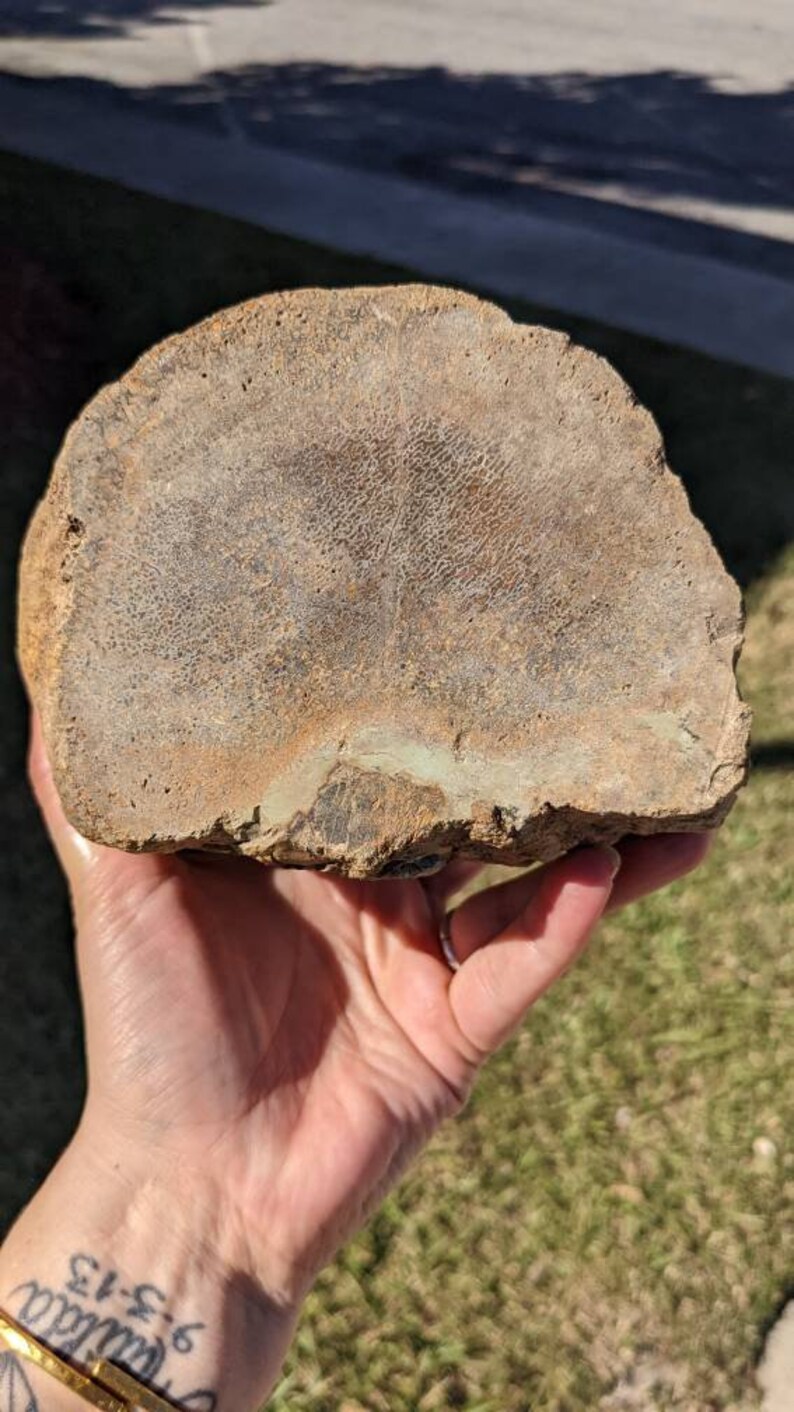 Huge Natural Agatized Dinosaur Bone with Natural Frills - Etsy