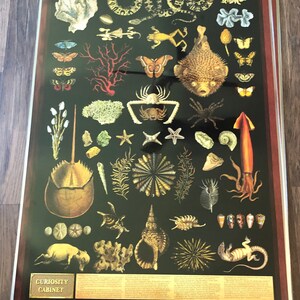 Curiosity Cabinet Educational Poster - Laminated for Quality - Etsy