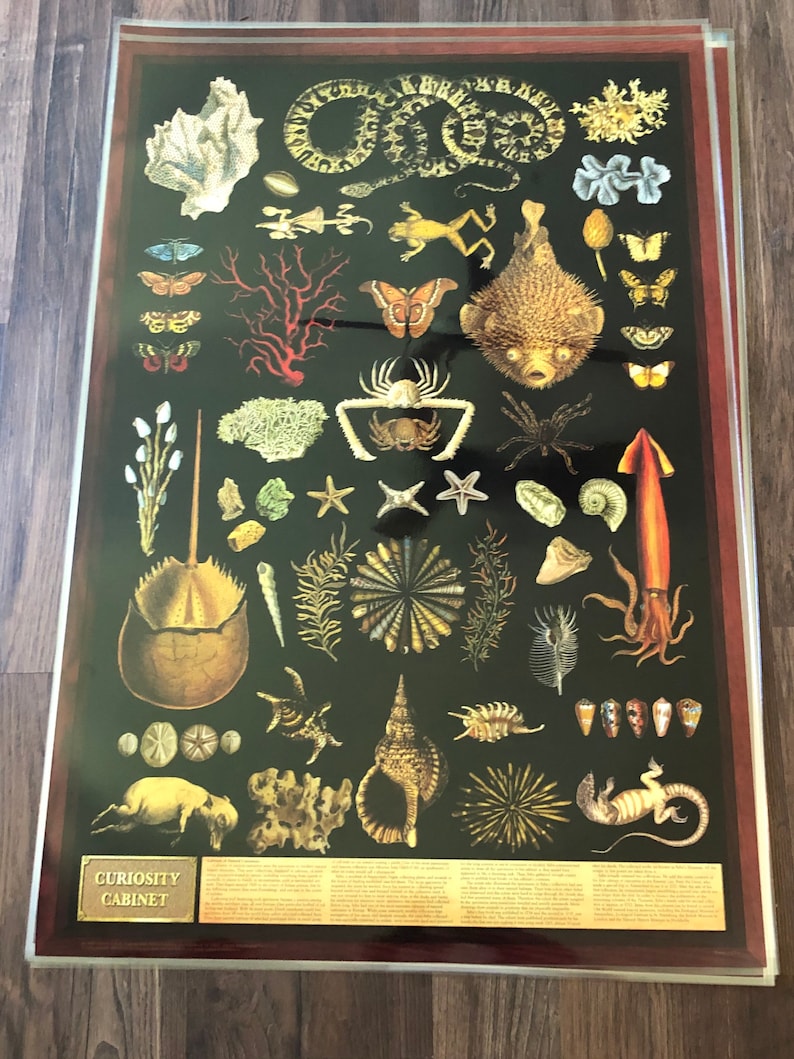 Curiosity Cabinet Educational Poster Laminated for Quality - Etsy