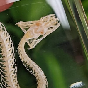 Real Snake Skeleton, Preserved in Resin, Collectible Modern Fossil - Etsy
