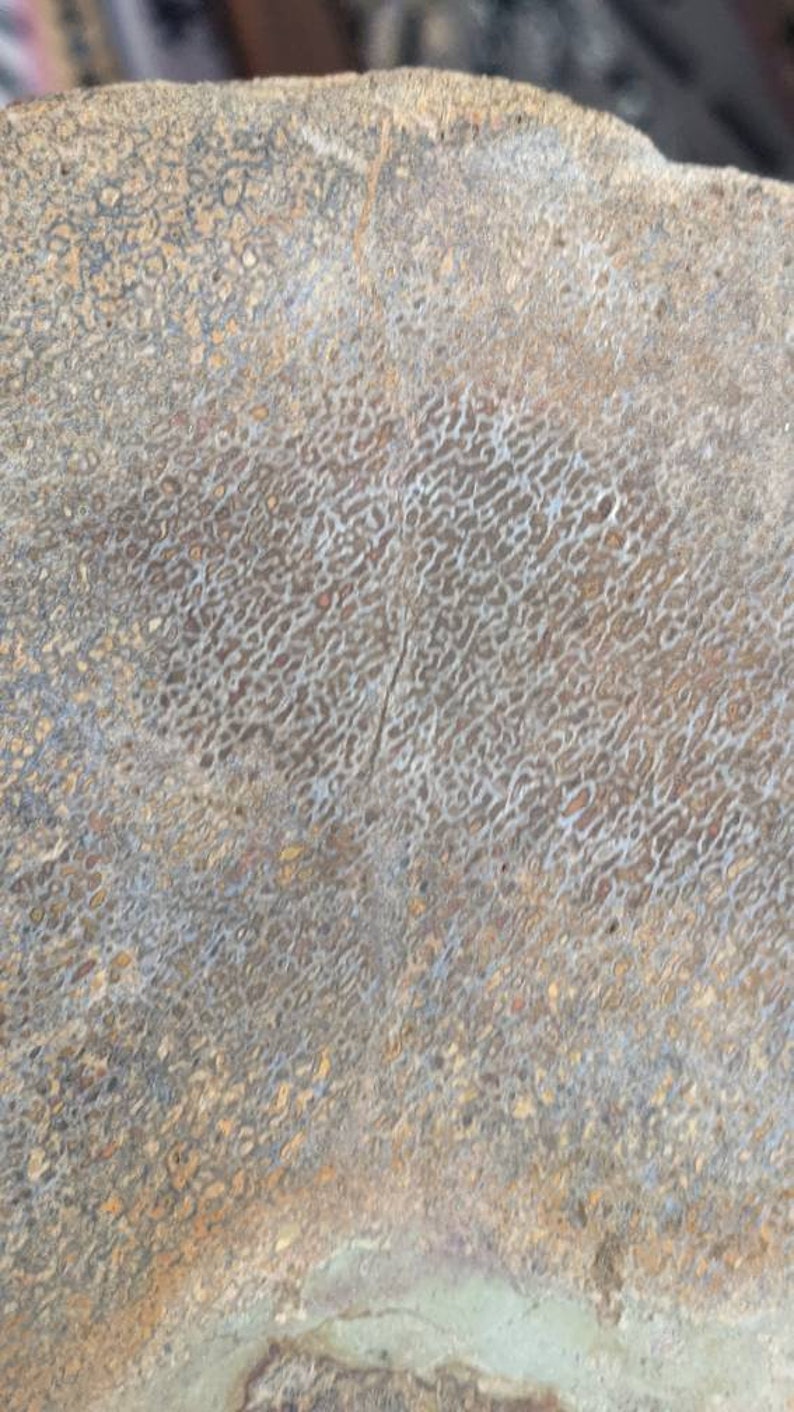 Huge Natural Agatized Dinosaur Bone with Natural Frills - Etsy