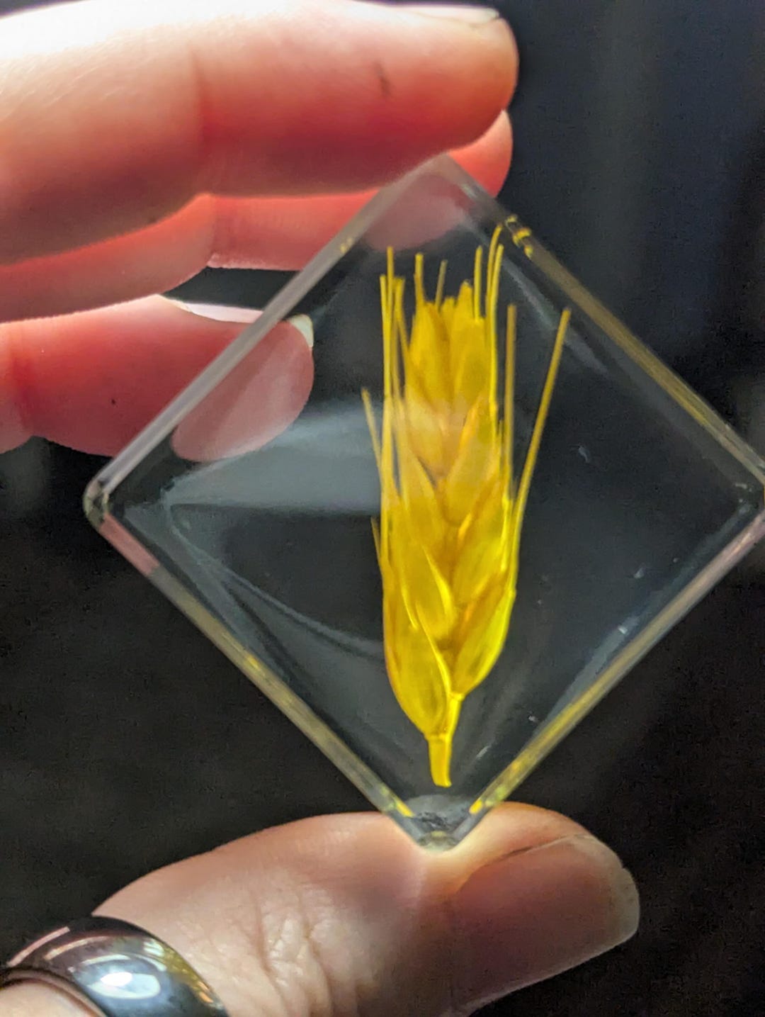 Golden Wheat Plant , Preserved in Resin, Collectible Modern Day Plant ...