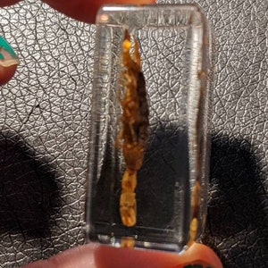 Real Scorpion, Preserved in Resin, Collectible Modern Fossil - Etsy