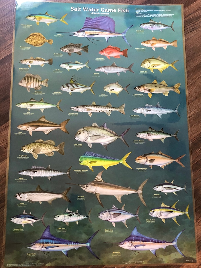 Salt Water Game Fish Educational Poster Laminated for | Etsy