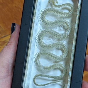 Real Snake Skeleton, Preserved in Resin, Collectible Modern Fossil - Etsy