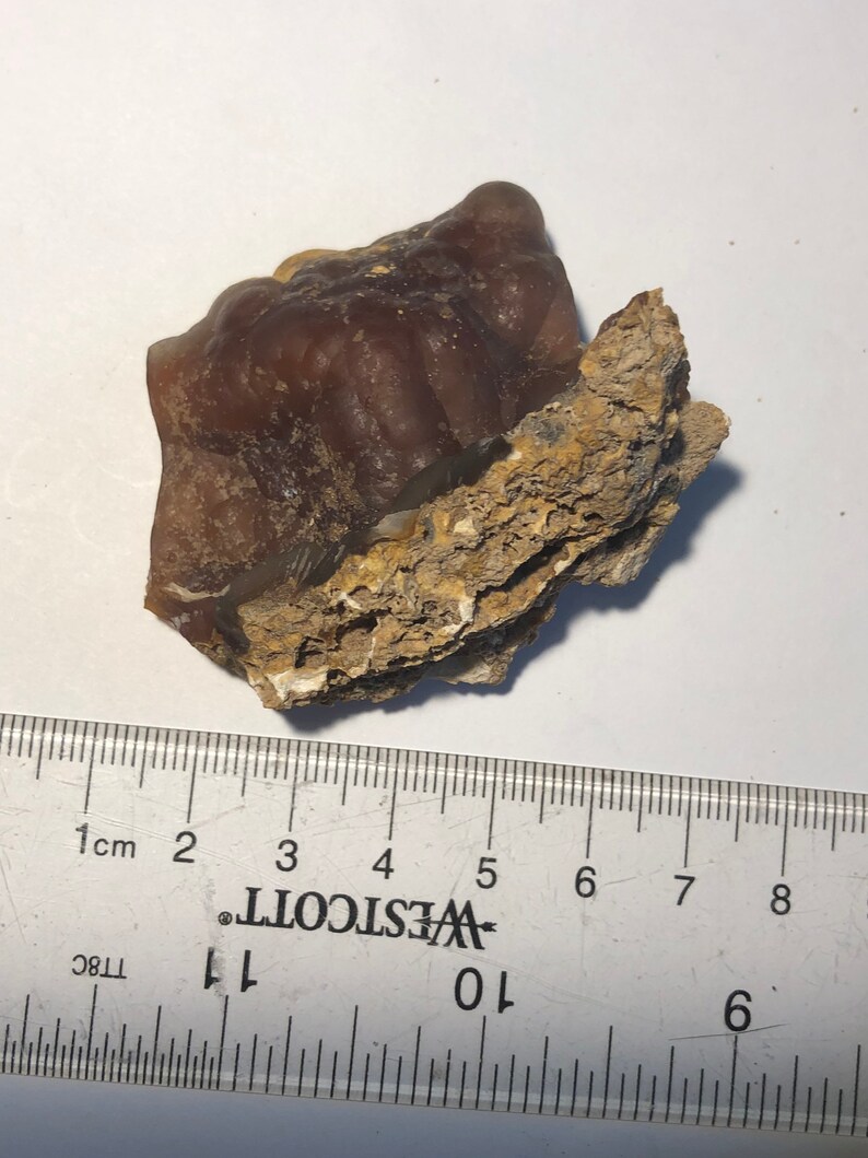 Bubbly Botryoidal Coral Specimen - Etsy