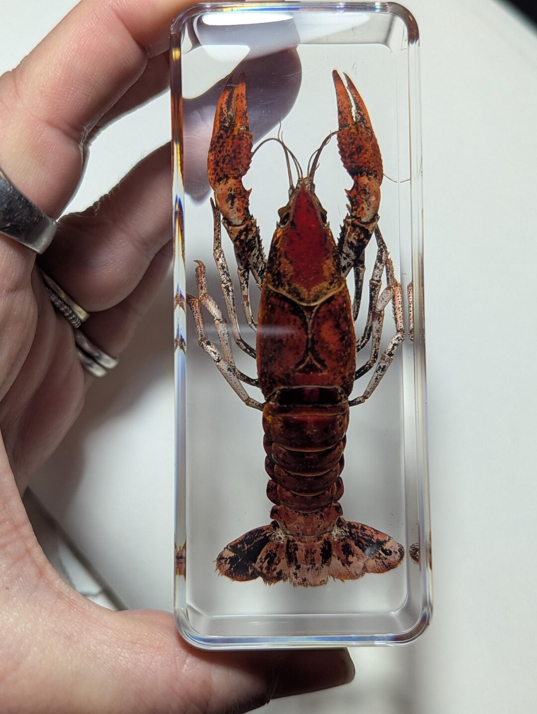 Large Crawfish, Preserved in Resin, Collectible Modern Day Fossil - Etsy