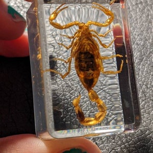 Real Scorpion, Preserved in Resin, Collectible Modern Fossil - Etsy
