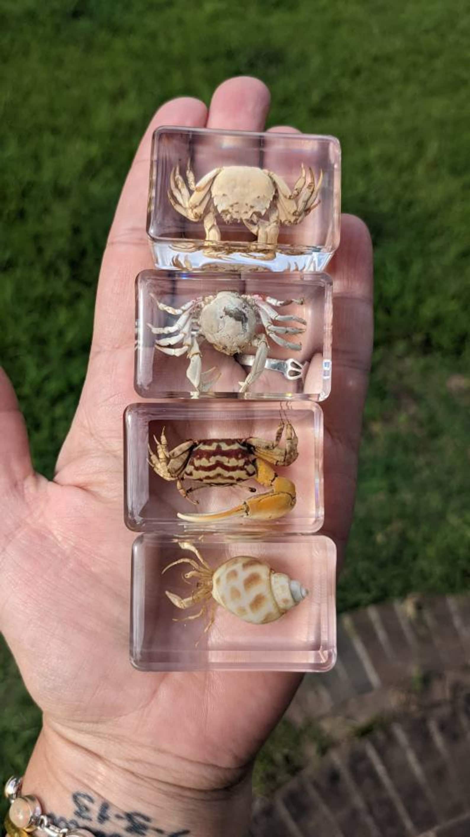 Crab Curiosity - Crabs Preserved in Resin - Etsy