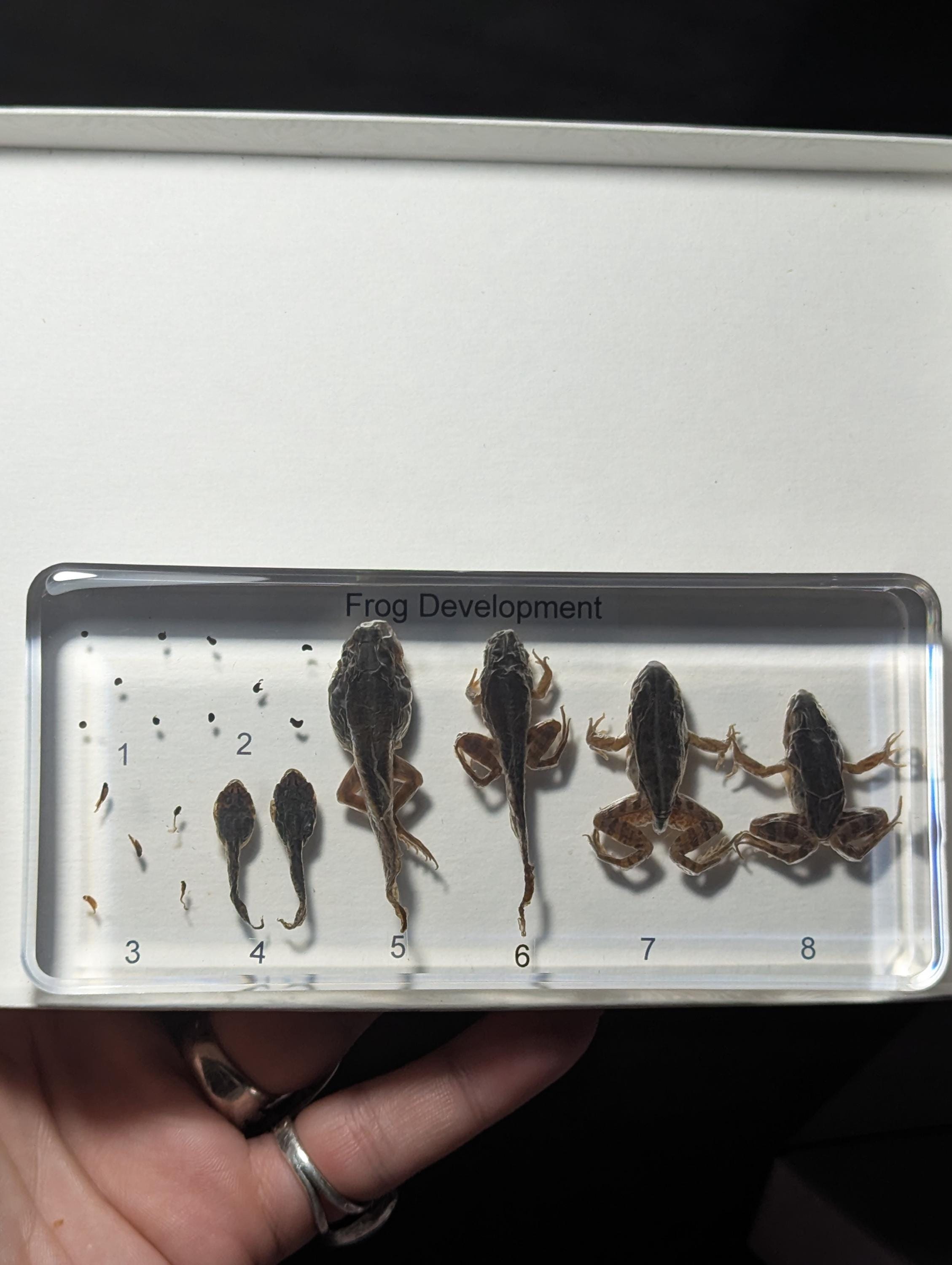 Large Educational Lifecycle of a Frog , Preserved in Resin, Collectible ...