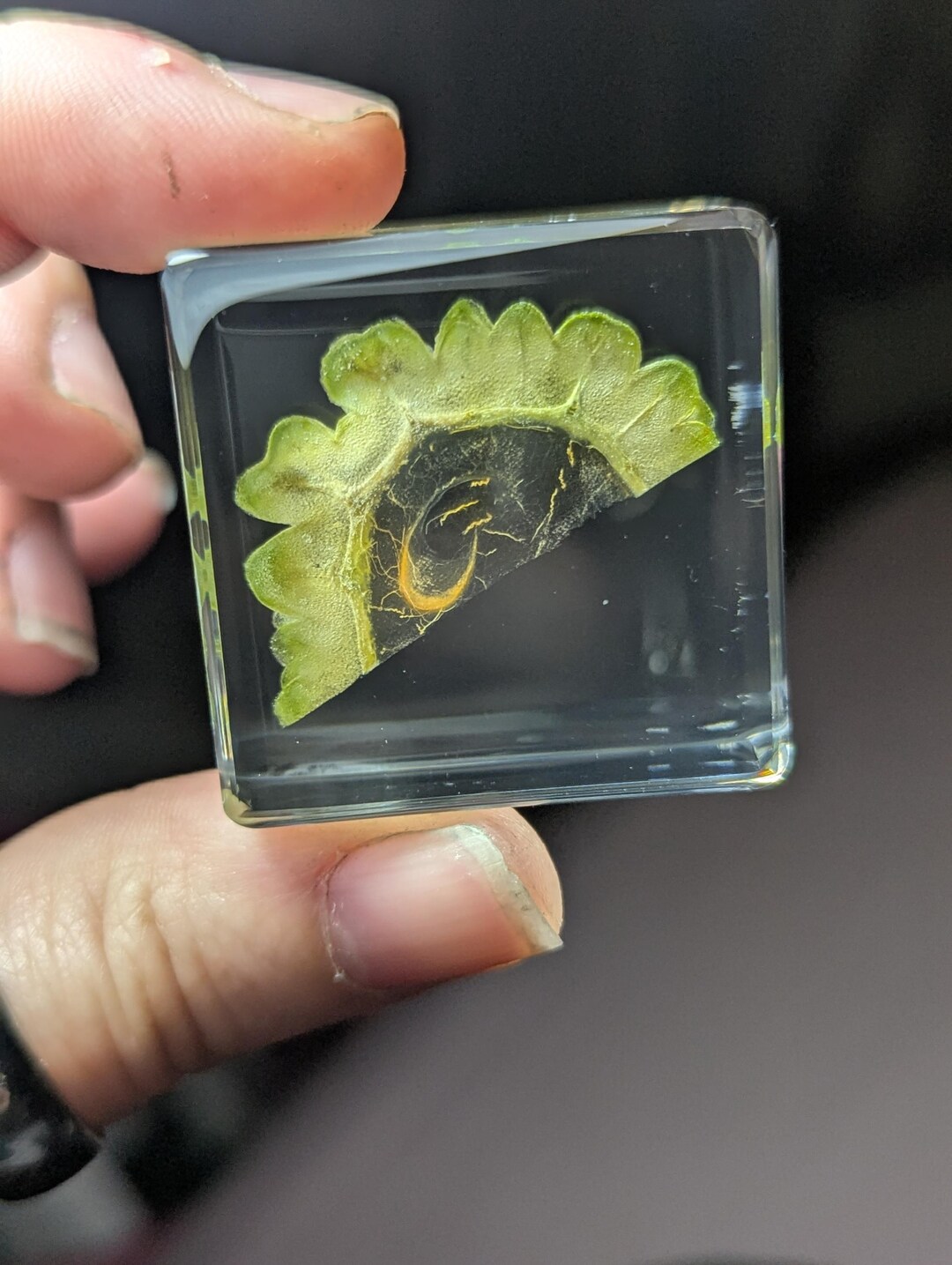 Bitter Gourd Melon, Preserved in Resin, Collectible Modern Day Forever ...